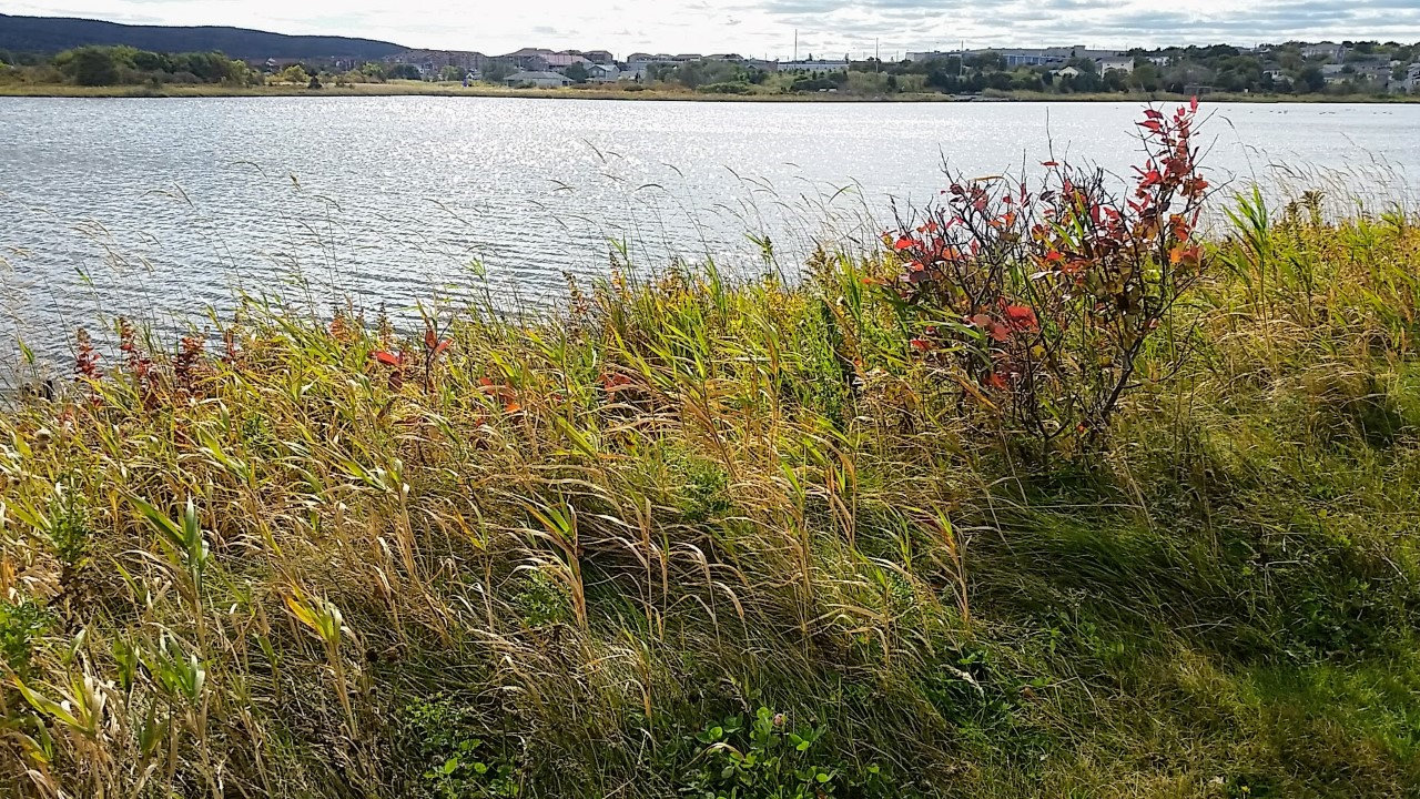 Communities of St. John's